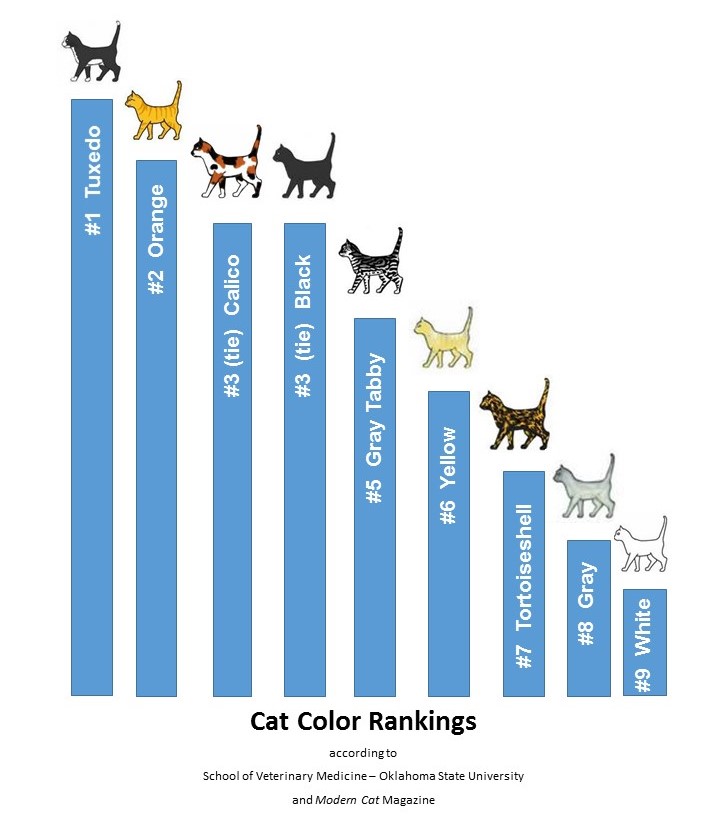 9 Cat Colors – Best to Worst: Where does your kitty rank? – oklagator ...