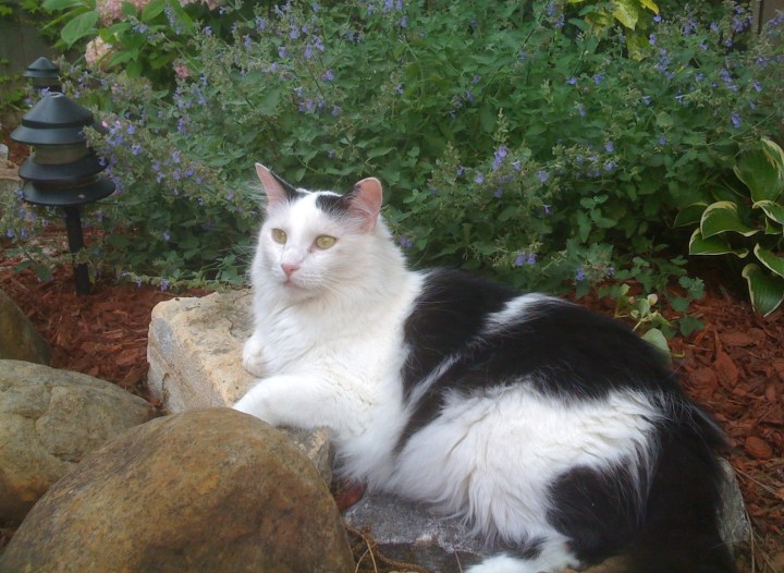 9 Cat Colors – Best to Worst: Where does your kitty rank? – oklagator ...